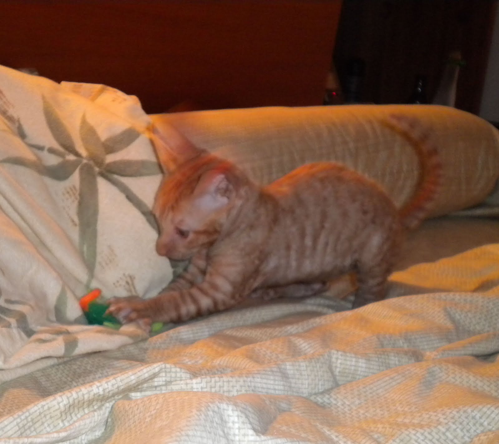 Curlz and Swirlz...: ManCat Monday, Kitten Style!