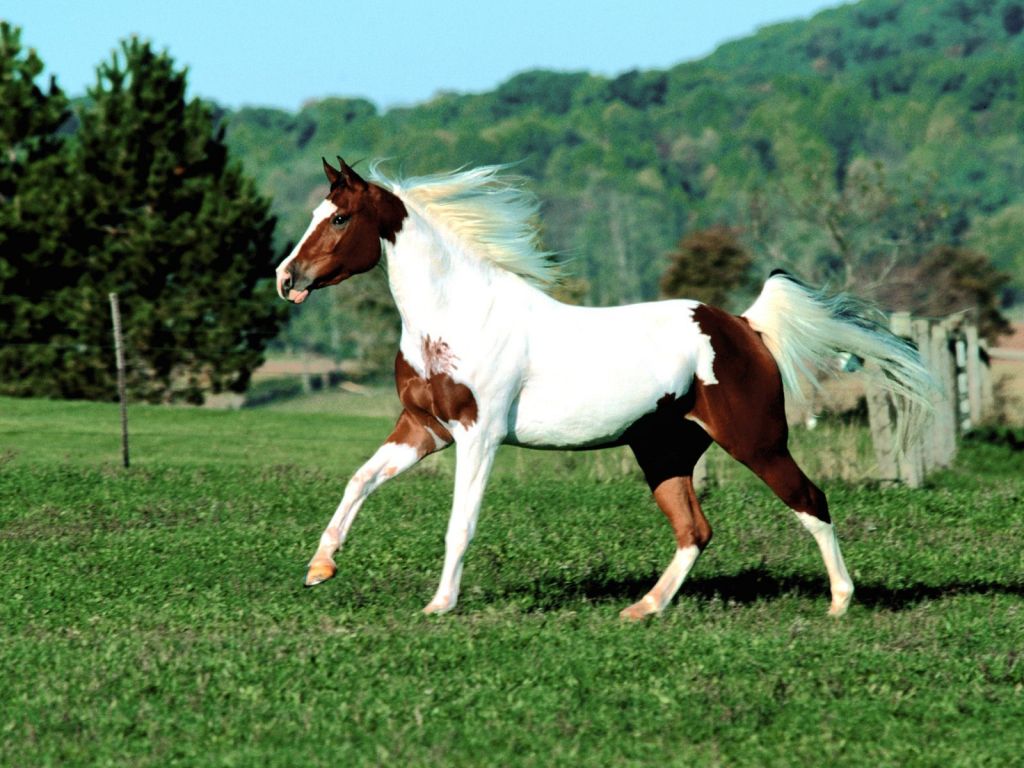 Animales: Los caballos