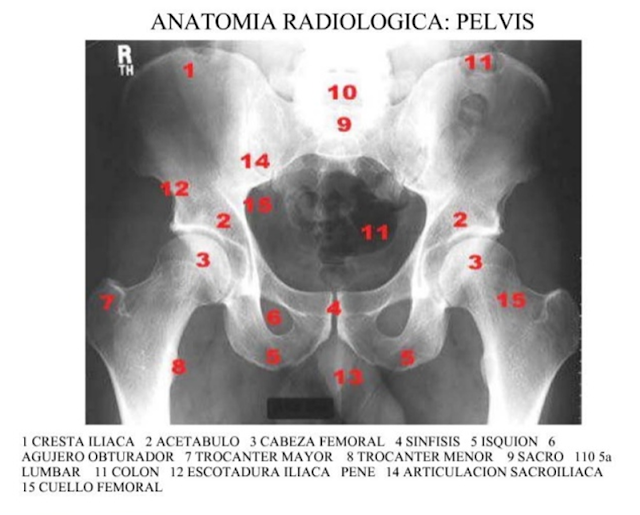 Anatomía Radiológica de Pelvis y Abdomen