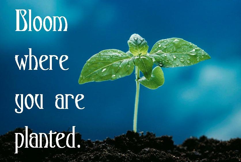 Meaning Of Bloom In The Bible at Jerome Weeks blog