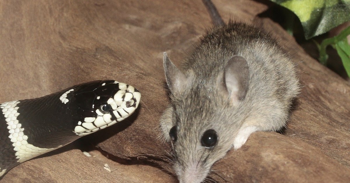 Week 7 Story: The Snake and the Mouse