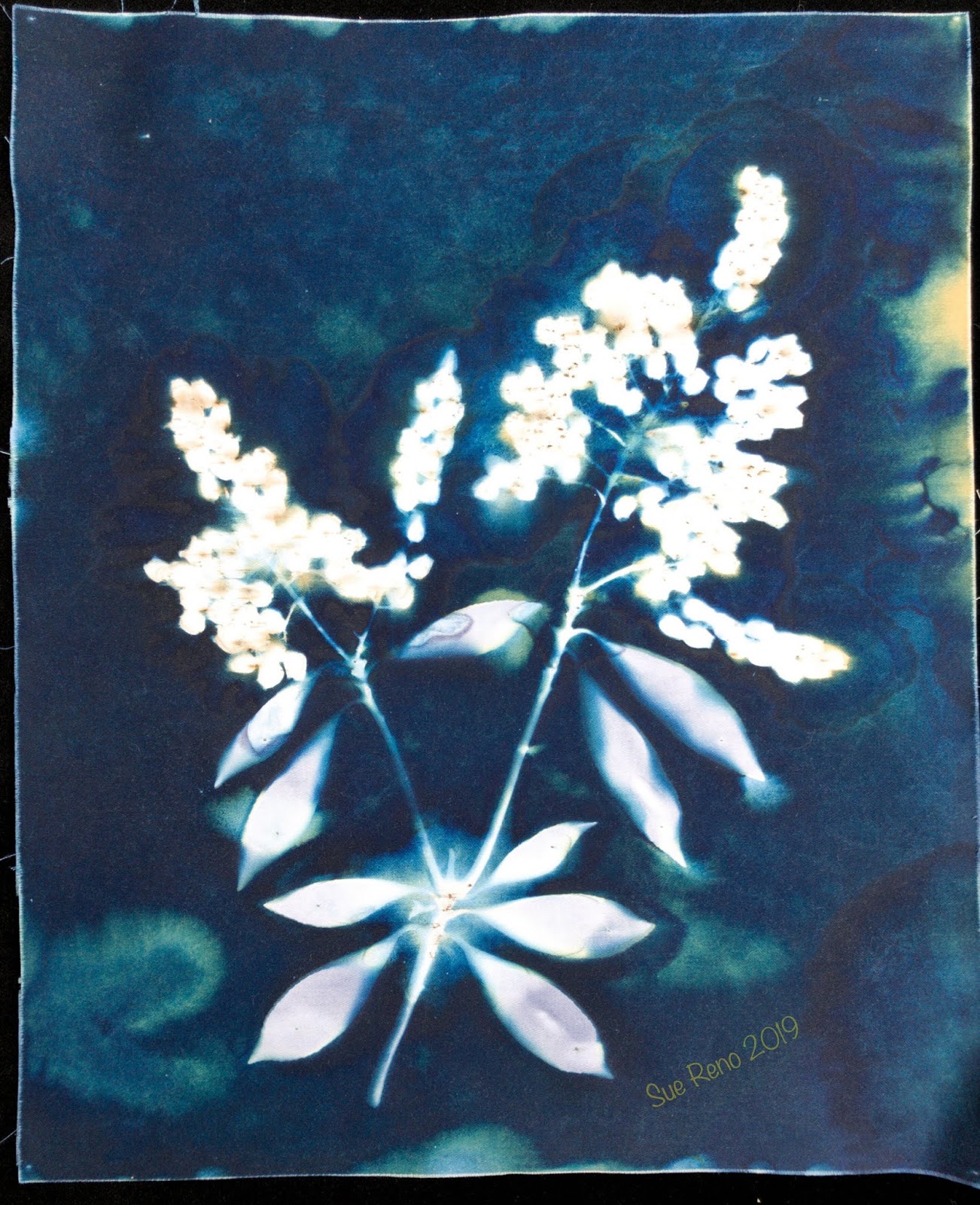 Sue Reno Studio: Experiments in wet cyanotype - part 37