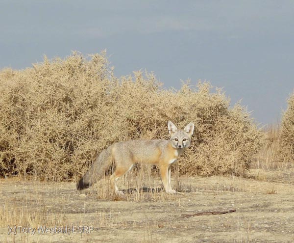 Friends of the Island Fox: Gemini Foxes: The Kit Fox and Swift Fox