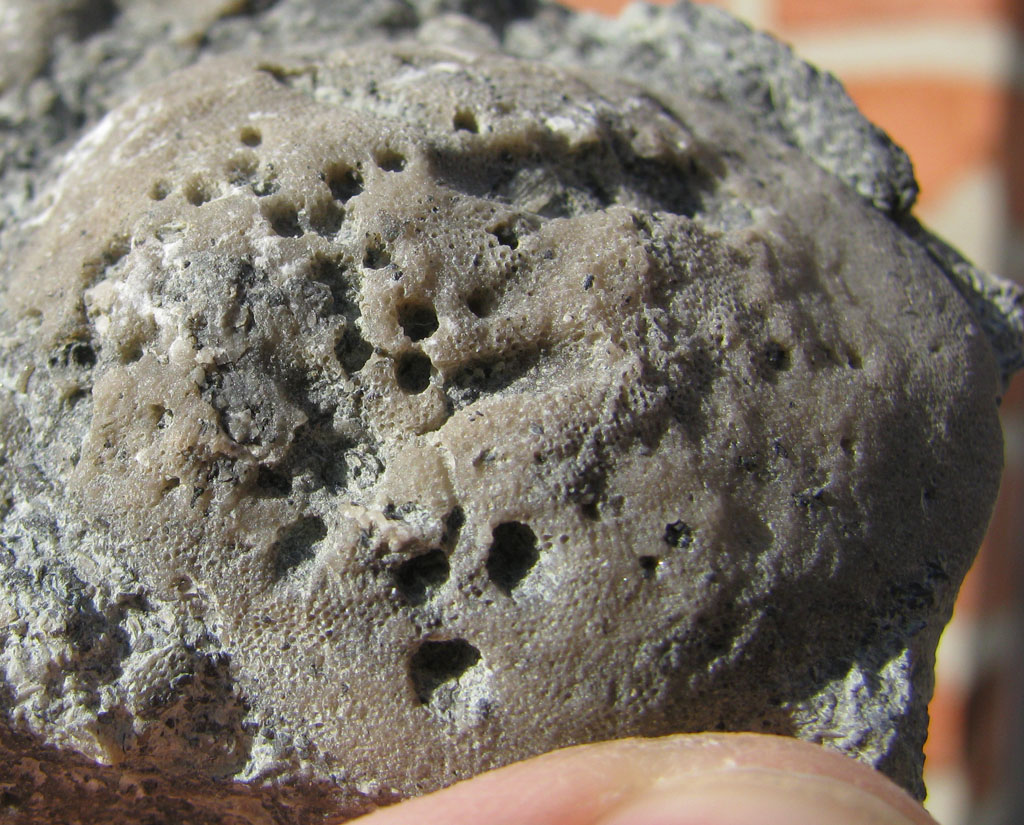 Views of the Mahantango: Trypanites borings in a Prasopora bryozoan ...