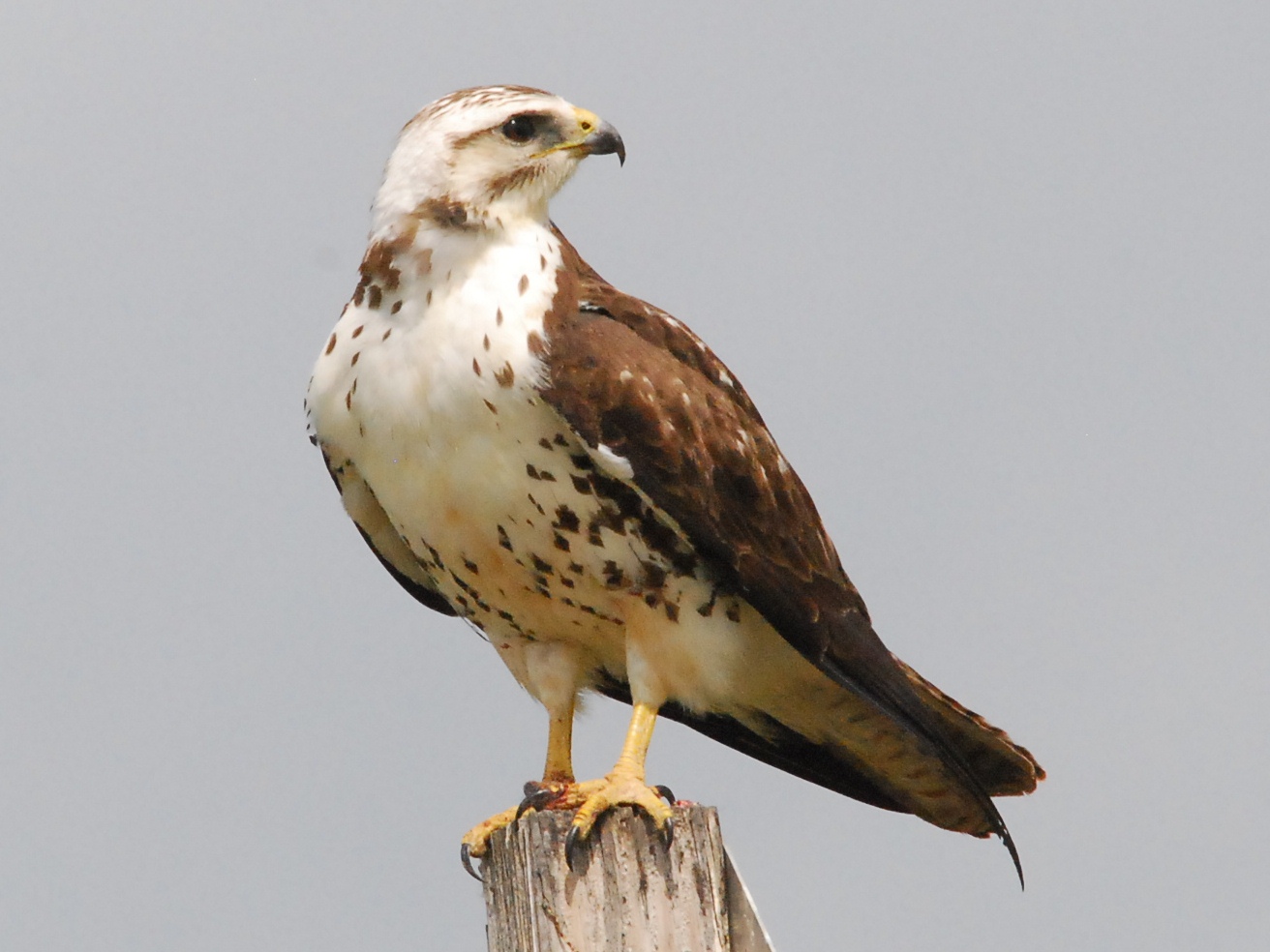 All Wallpapers: Ferruginous Hawk Pictures