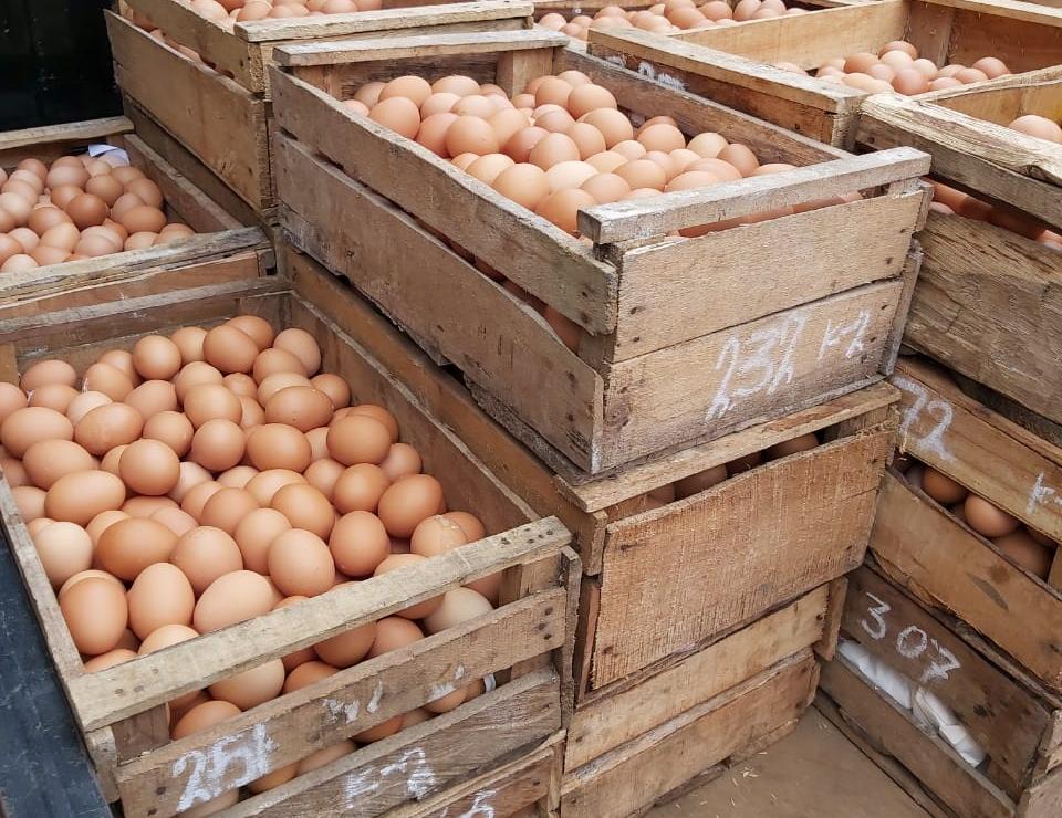 Telur Ayam Negeri Per Peti. - PANSERBA