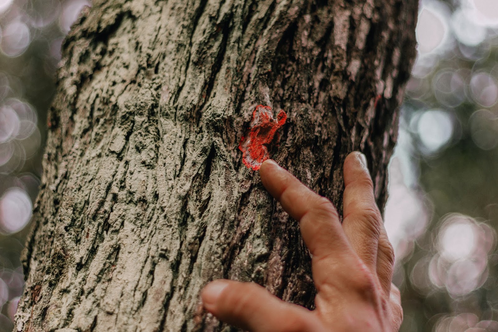 BEDA #6 - Morro do osso: Trilha ecológica em Porto Alegre | Mad Souls