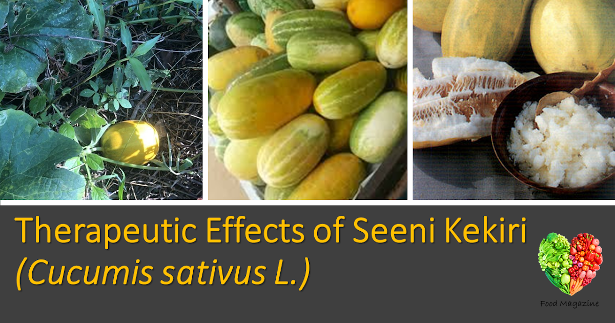 Therapeutic Effects of Seeni Kekiri (Cucumis sativus L.)