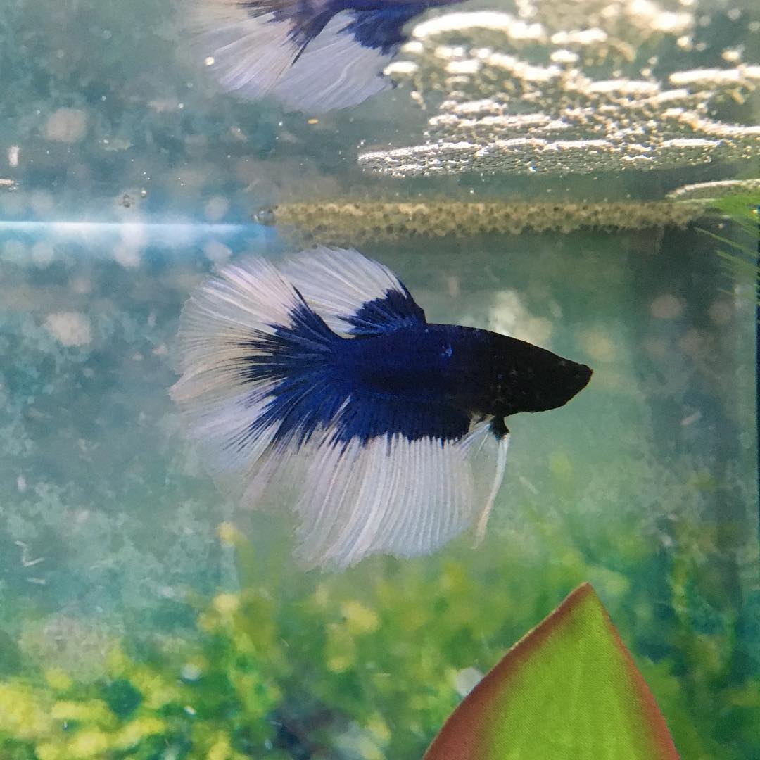 Knowing All Types Of Betta Fish - By Tail, Pattern And Color With Photo ...