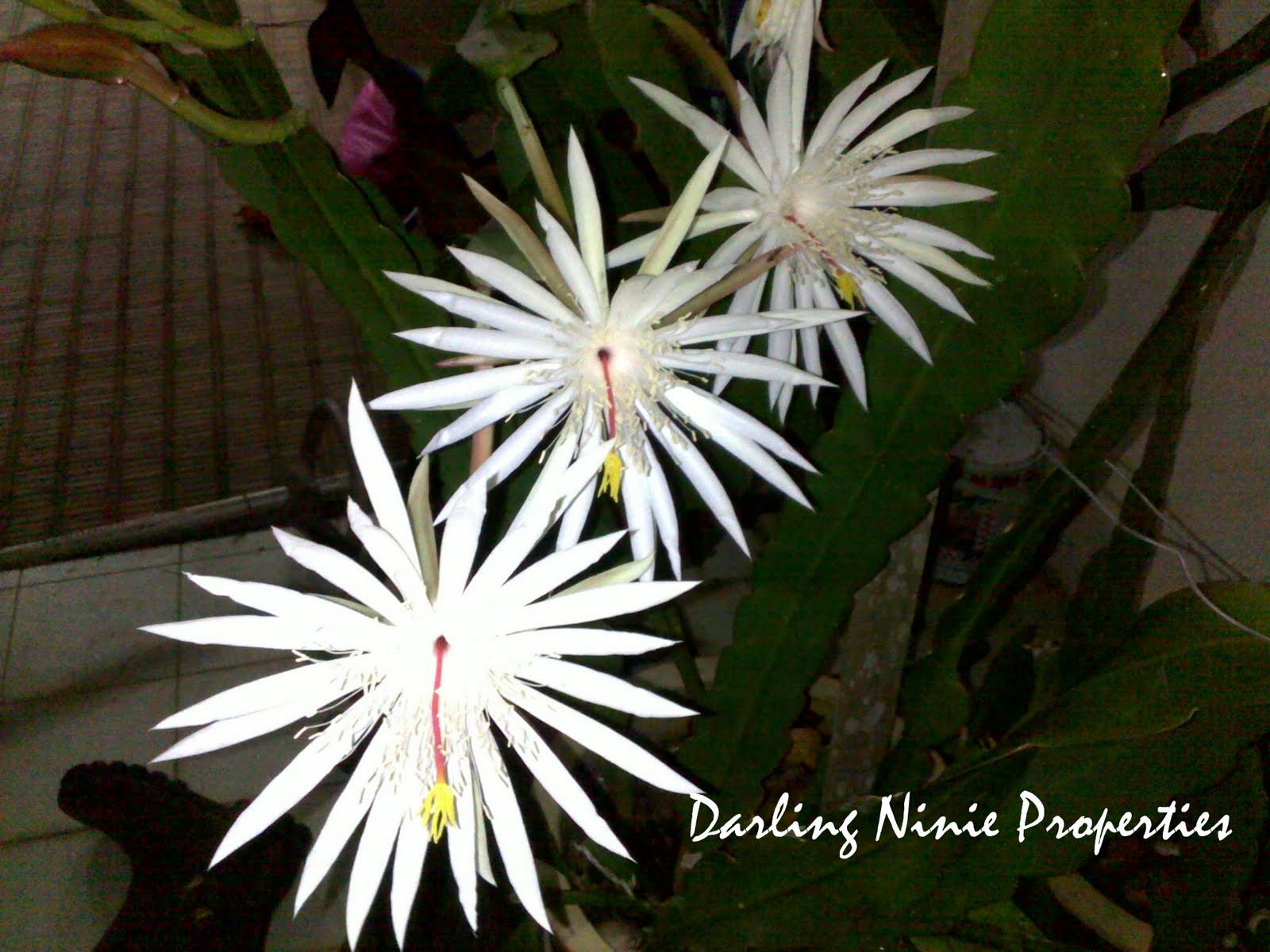 Bunga Bakawali (Blooming Night) | ♥ Darling Ninie Family Stories