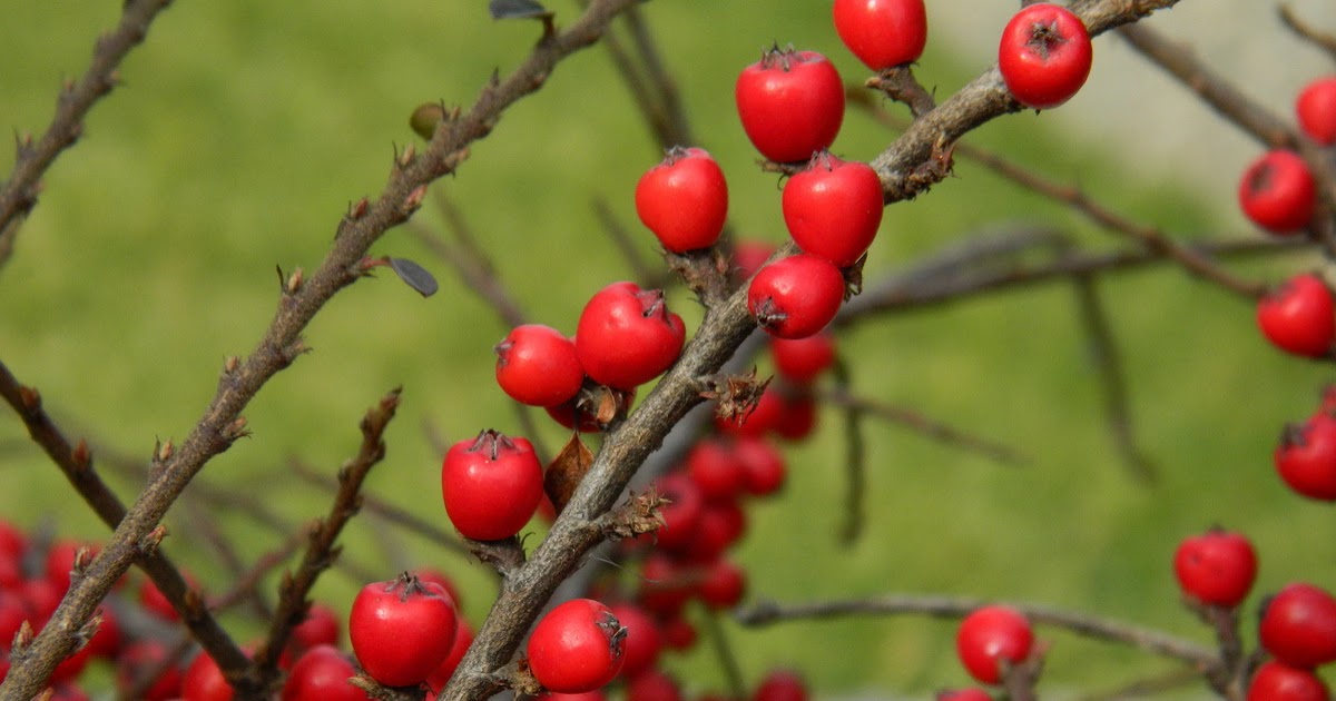 LA MULTI ANI, ROMANIA!: Bobite rosii