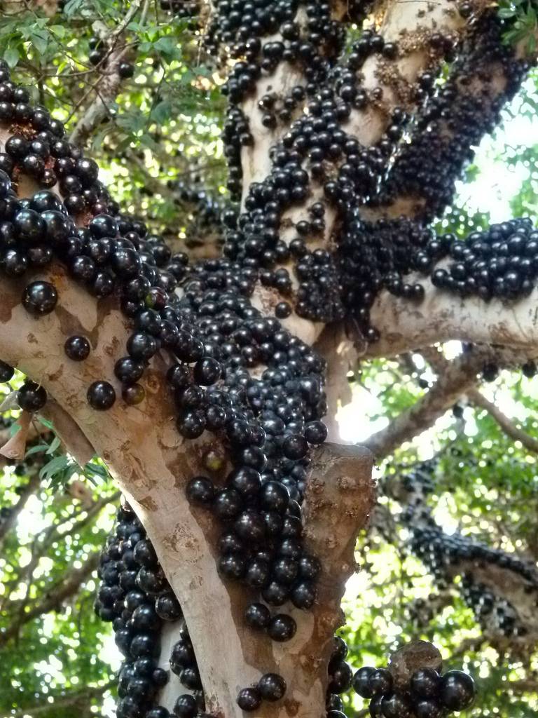 Arrest Info: The Amazing Brazilian Grape Tree ( Jabuticaba )