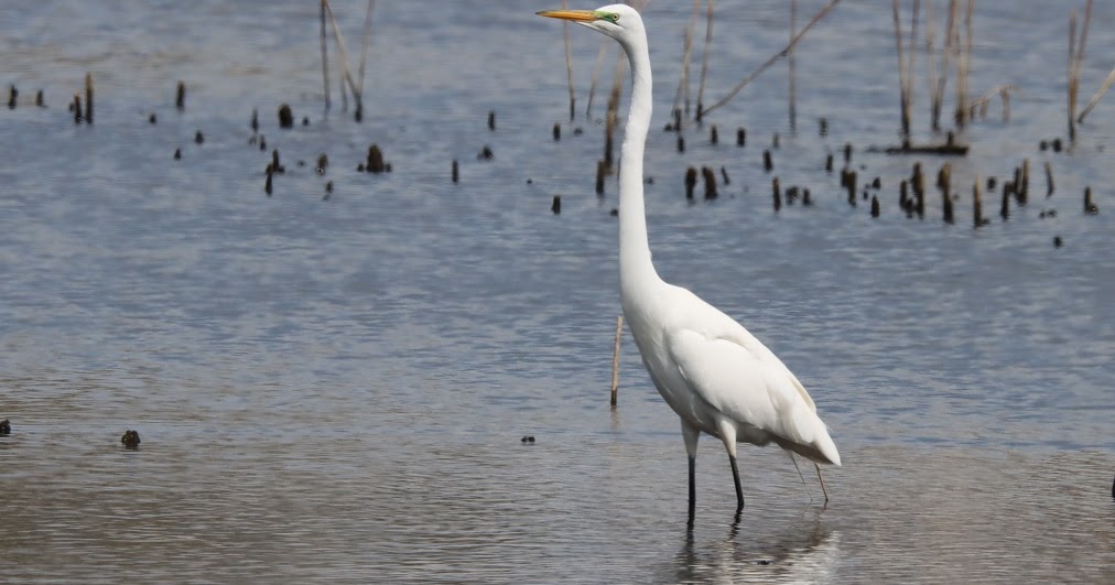 Michigan Exposures: And a Stop at Fish Point