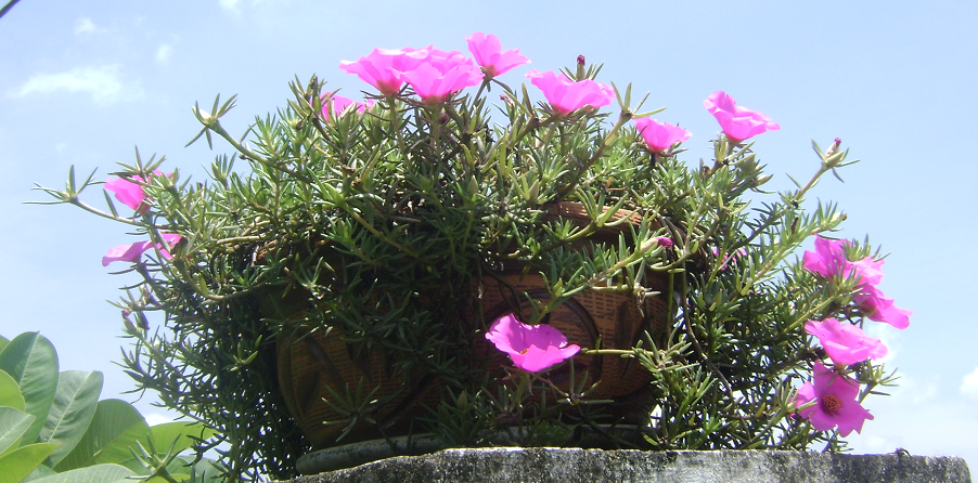 Tren Gaya 32+ Bunga Kembang Pagi