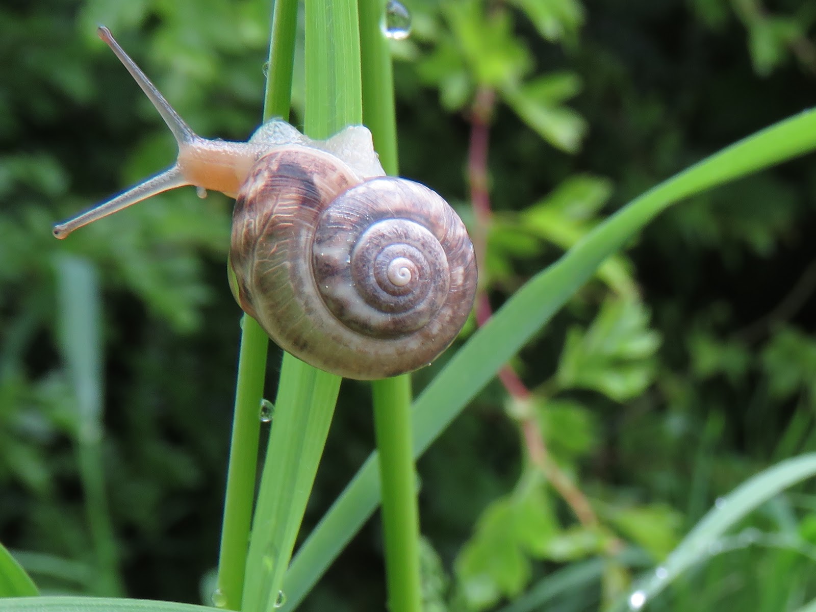 BugBlog: A snail safari