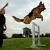 Several Facts About Aggresive Dog Training And Their Effects - About ...