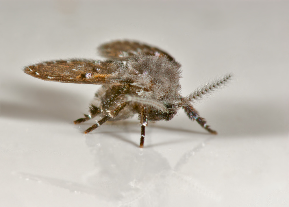 MACREANDO: Psychodidae II