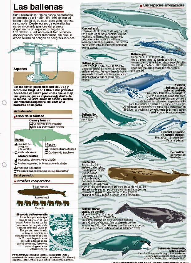 Info animales: QUÉ SON LOS CETÁCEOS