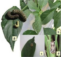 Hama Dan Penyakit Bunga Krisan dan cara pengendaliaanya | Bunga Krisan