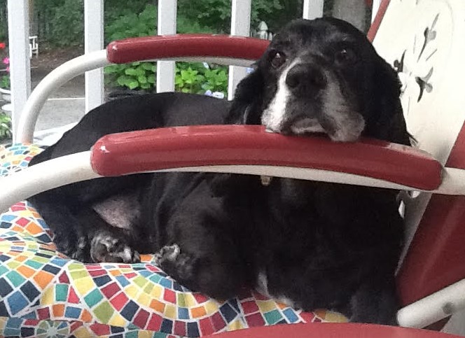 Cocker Spaniel Adoption Center Blog: 2020