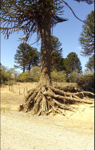 "Parque de Araucarias Araucanas" - Chile: Las raíces de las Araucarias ...