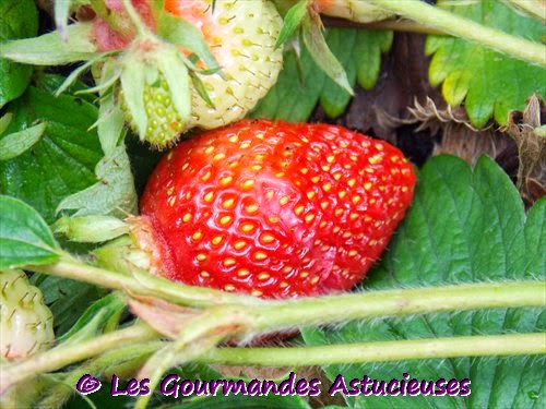 Les premiers fruits de mon jardin