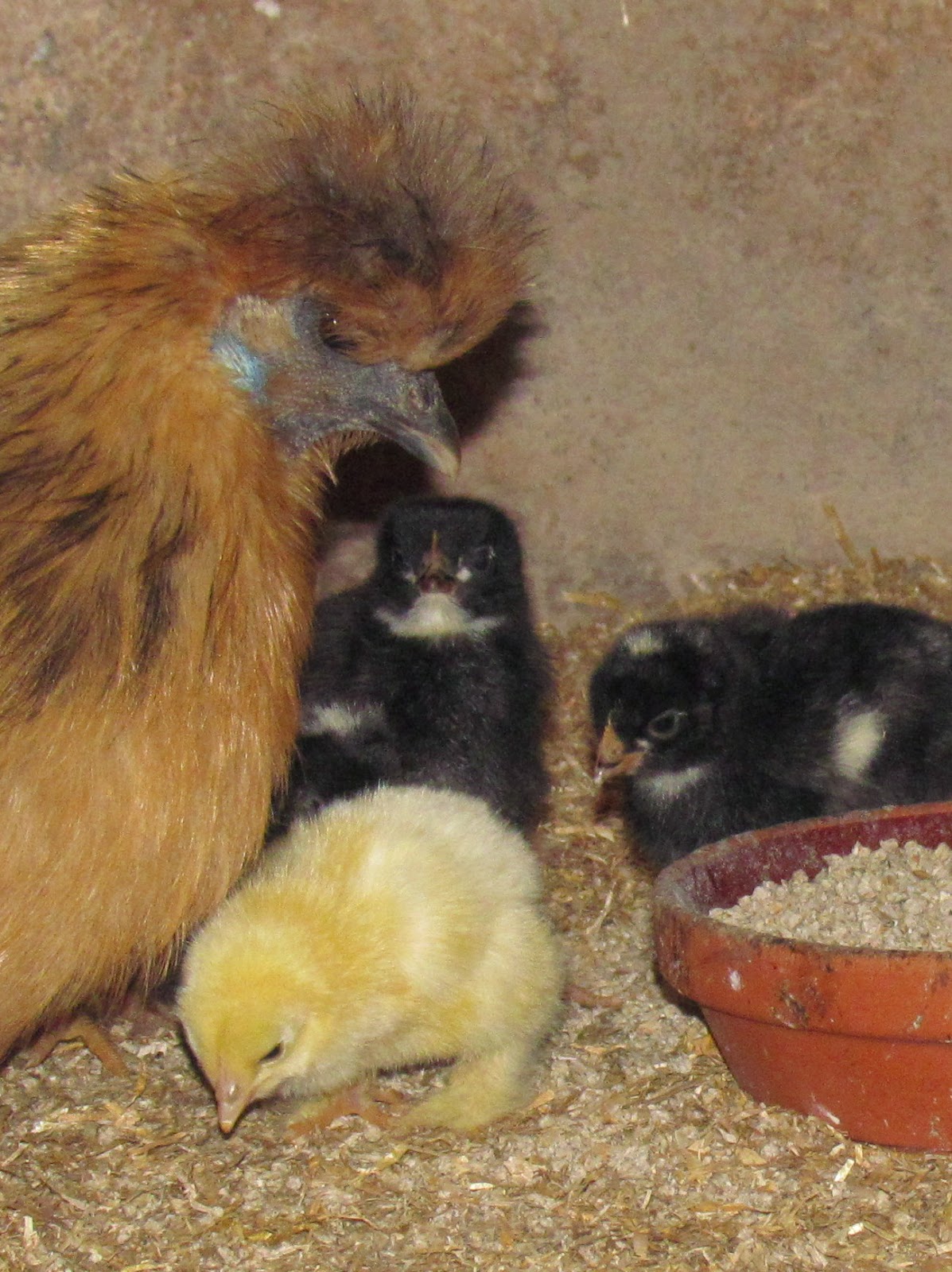 Hobbydyrenes blog: Kyllinger maj 2015