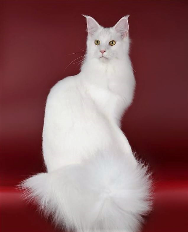 Snow Queen Maine Coon