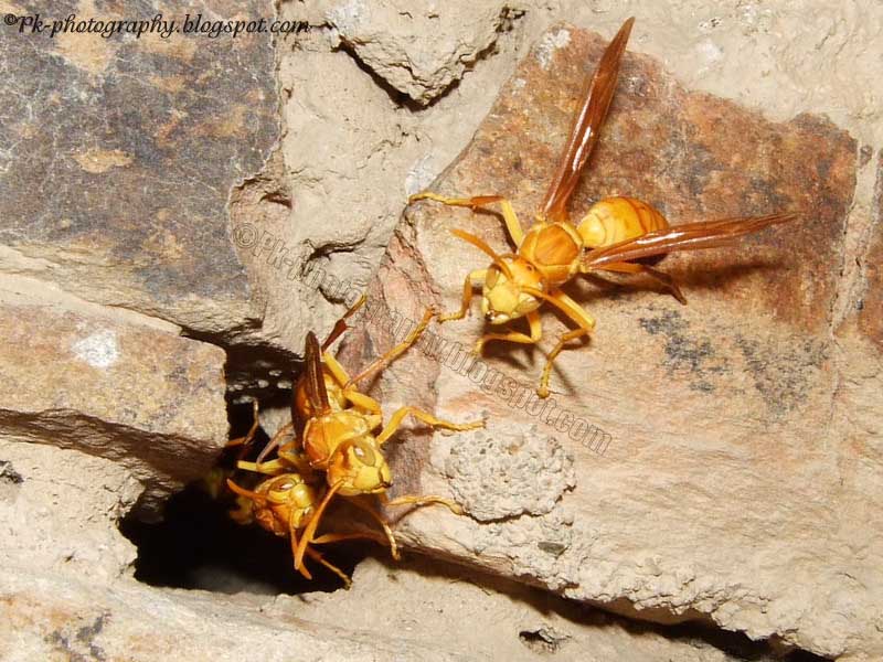 Yellow Paper Wasps | Nature, Cultural, and Travel Photography Blog