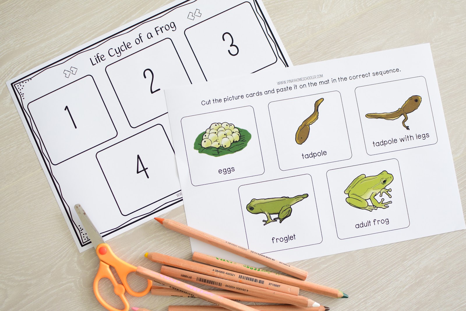 Life Cycle Learning Activity Packs | The Pinay Homeschooler