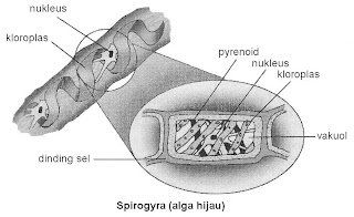 Arni Natirah : Bab 2 --> Sel Sebagai Unit Asas Hidupan --> Organisma ...