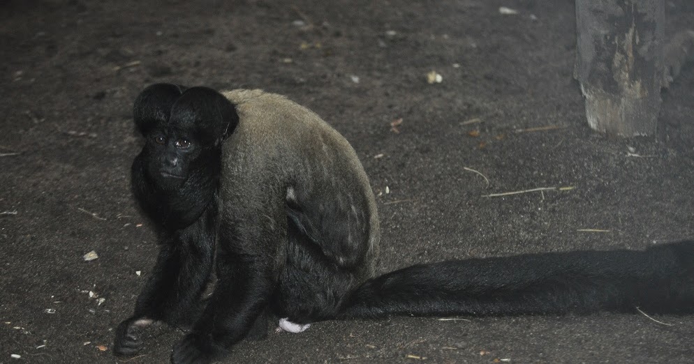 ZOOTOGRAFIANDO (6.100 ANIMALS): SAKI BARBUDO ROJIZO / GUIANAN BEARDED ...