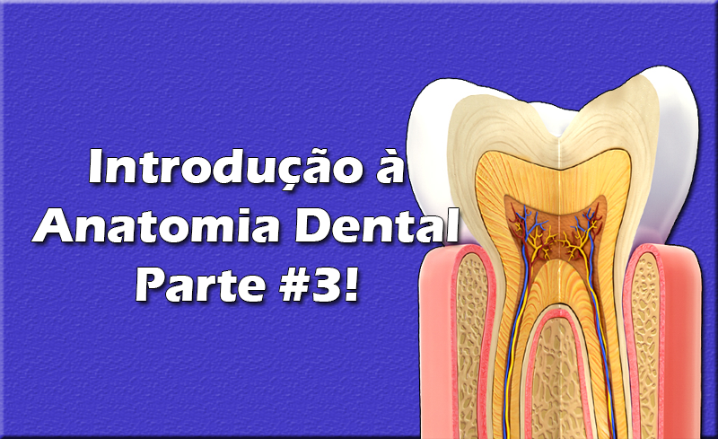 Faces dos Dentes, Funções e Divisão Anatômica - Introdução a Anatomia ...