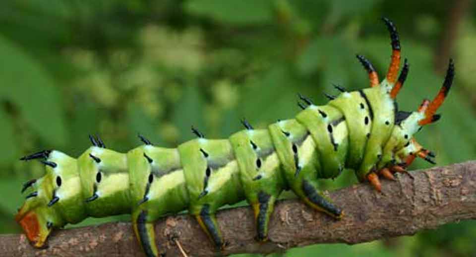 Most weirdest Insects of earth that you may have never seen before
