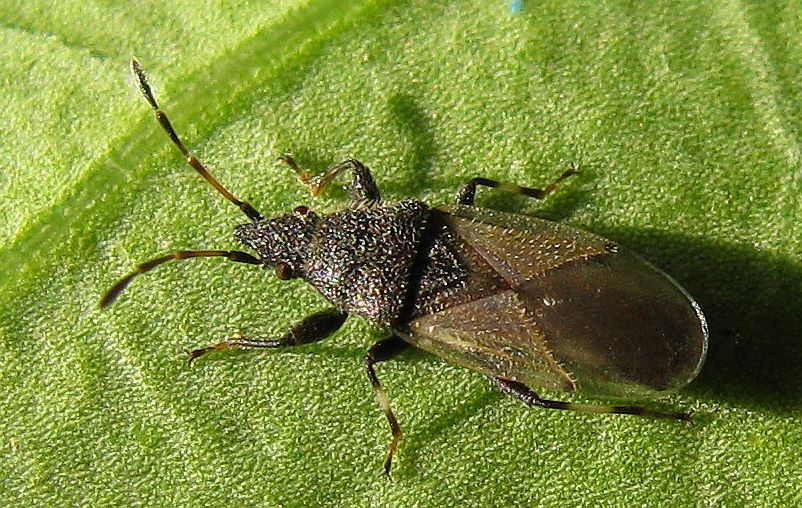 कपाशीवरील ढेकूण