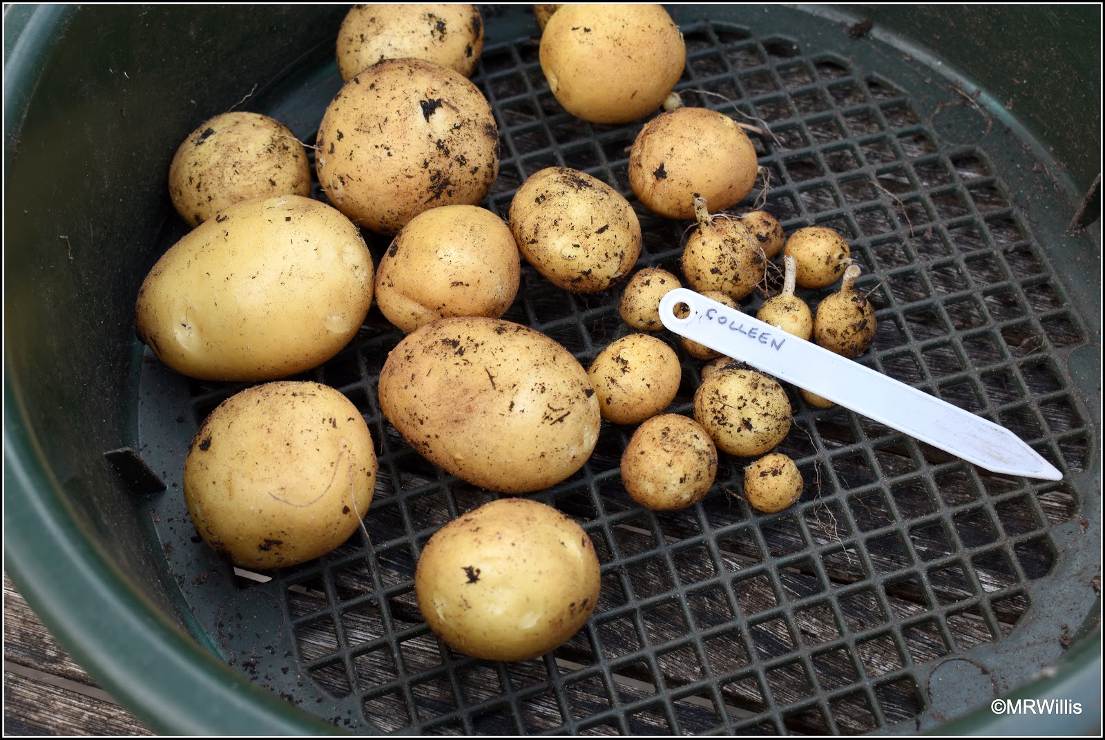 Mark's Veg Plot: The first of the new potatoes