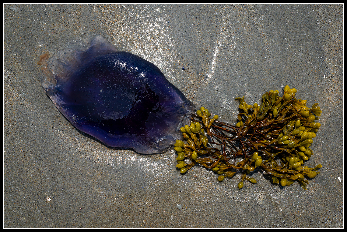 David Sorcher's PhotoWorld: Assorted Jellies