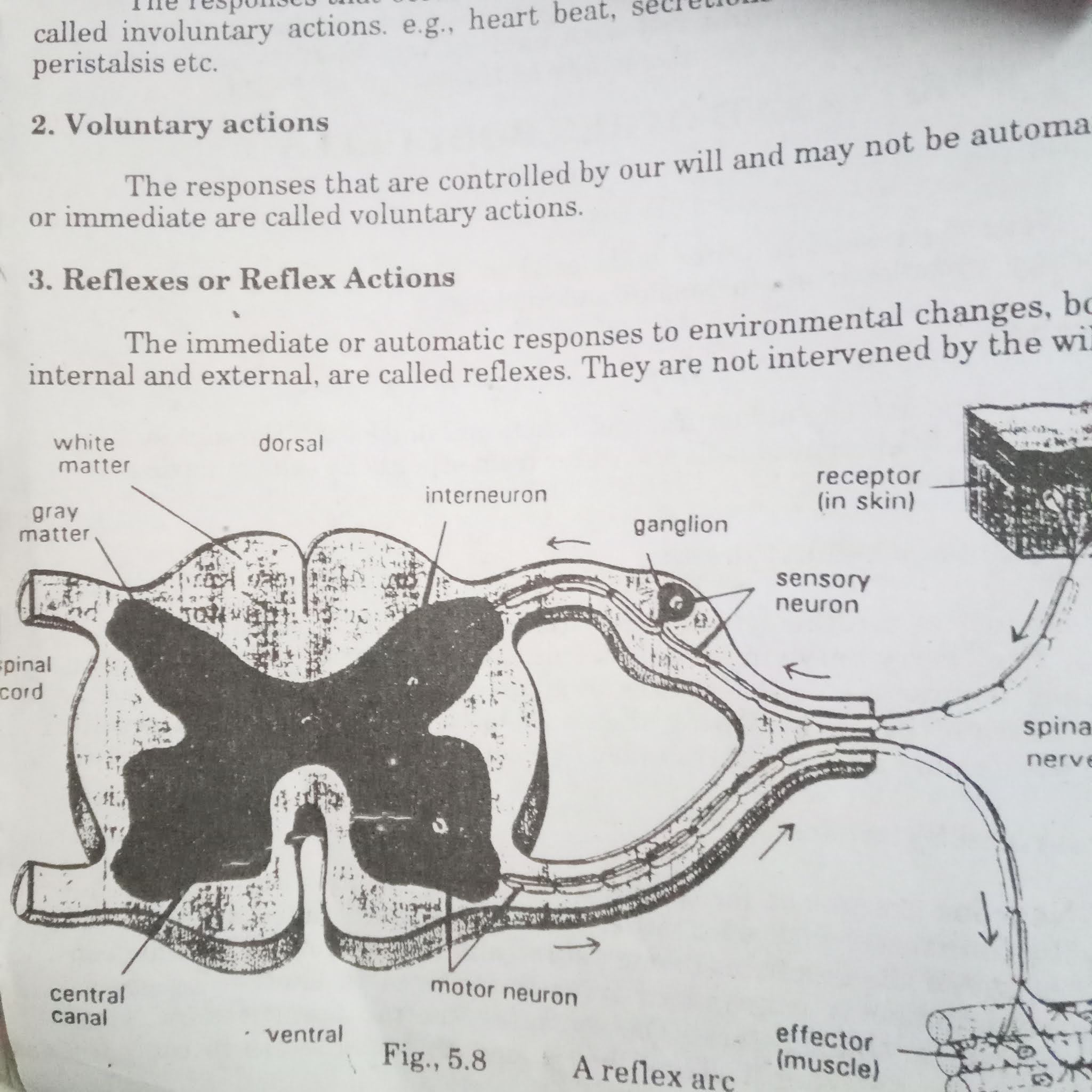 A reflex arc
