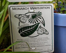 The Monarch Gardener: Monarch Waystation Plant List
