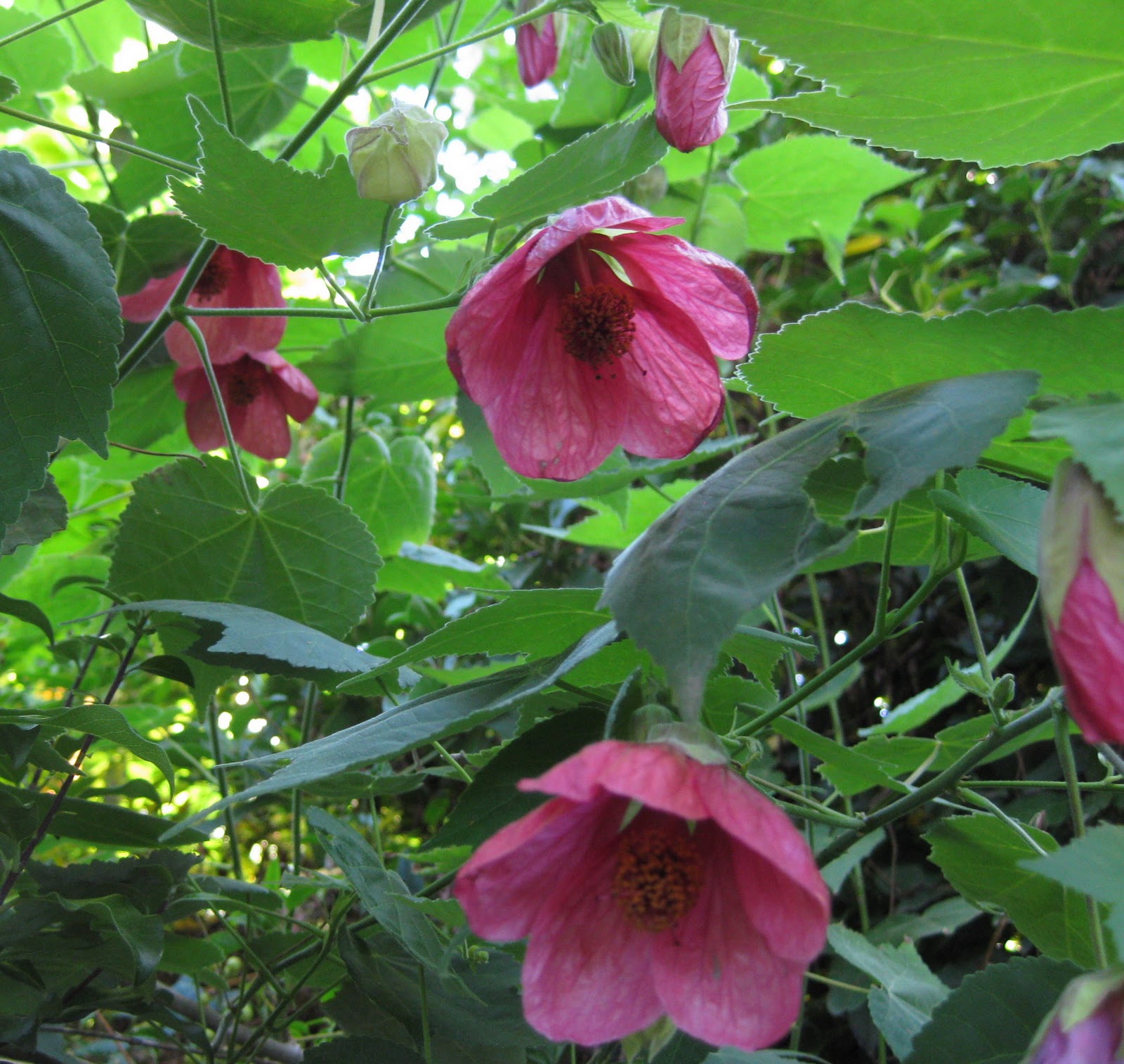 Growing A Garden In Davis: Garden Blogger Bloom Day