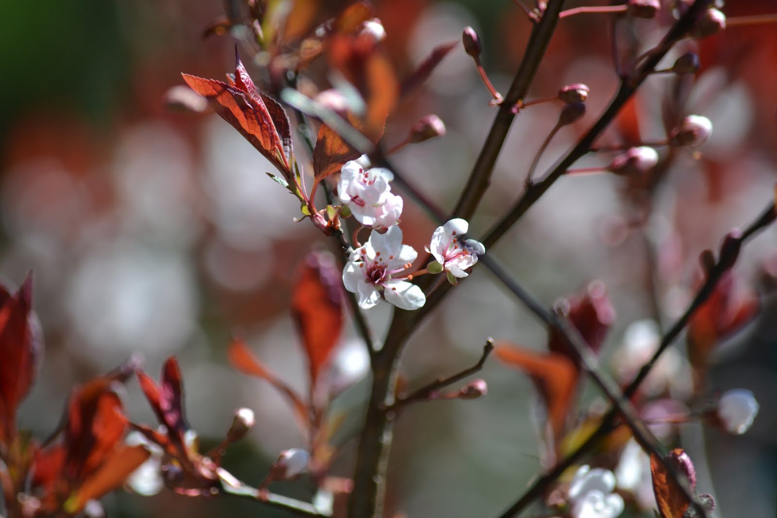 It's All About Purple: A Special Sand Cherry Tree!!
