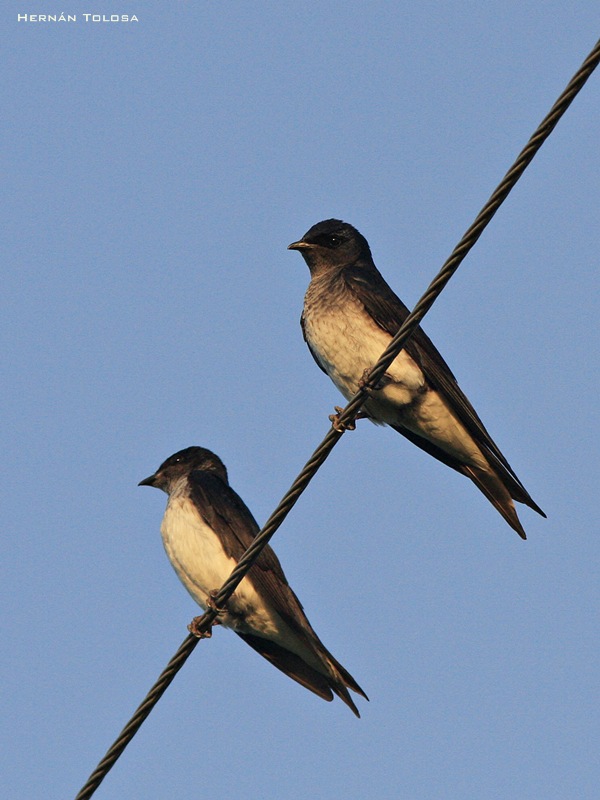 Aves de Argentina: Golondrina doméstica (Progne chalybea)