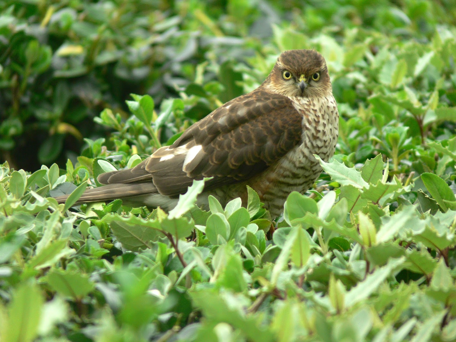 BirdWatch Ireland's Conservation Team blog: Irish Garden Birds ...