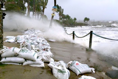 Hurricane Hal's Storm Surge Blog: Tree Photos Provide Evidence of a 10 ...