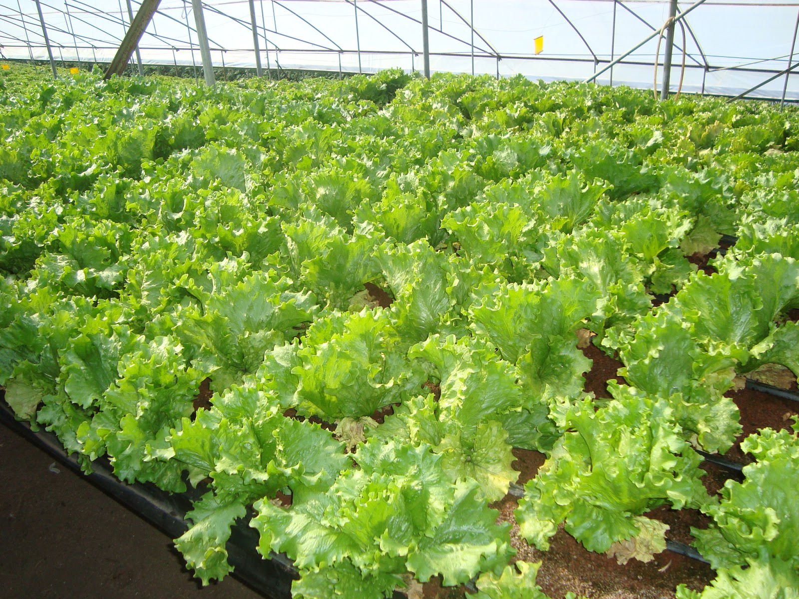 Noti MAG: Futuro de agricultura sostenible centroamericana se siembra ...