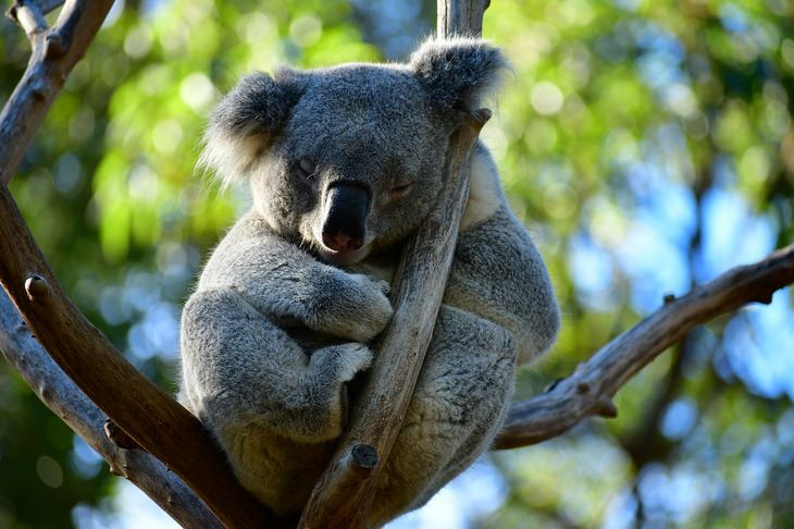 Clancy Tucker's Blog: 4 November 2019 - STRANGE POUCH ANIMALS IN AUSTRALIA