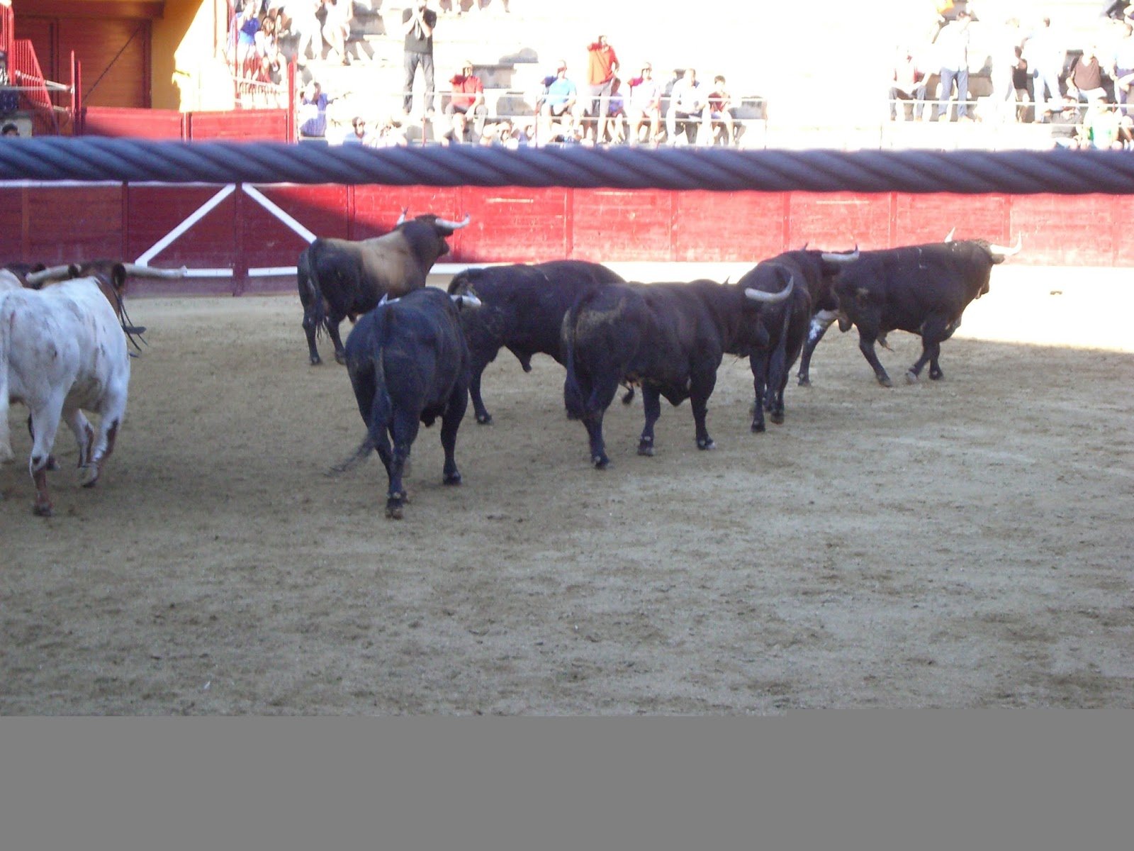 Toreo en Red Hondo: Tafalla: desencajonados los toros de la Feria
