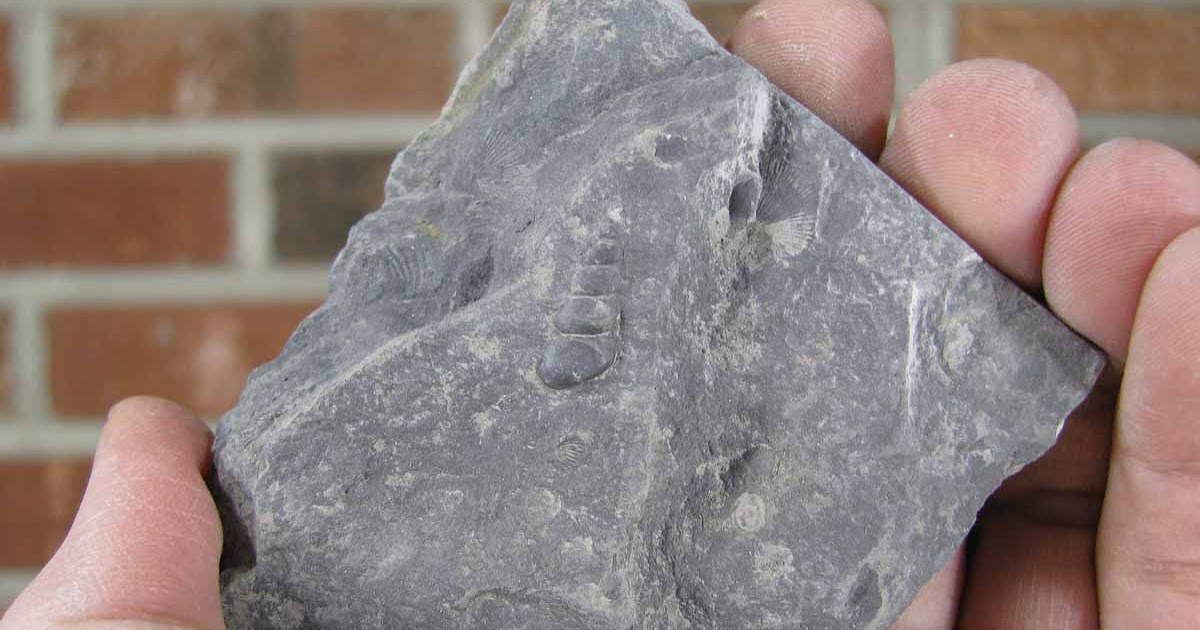 Views of the Mahantango: Palaeozygopleura hamiltoniae gastropod from ...