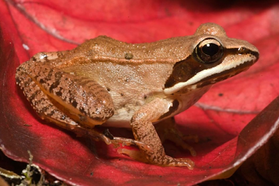 Endangered New Jersey: Amphibian Antifreeze Blood