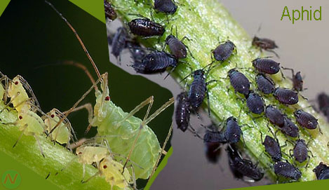 Insects Names, Meaning & Images | Insects Vocabulary | Necessary ...